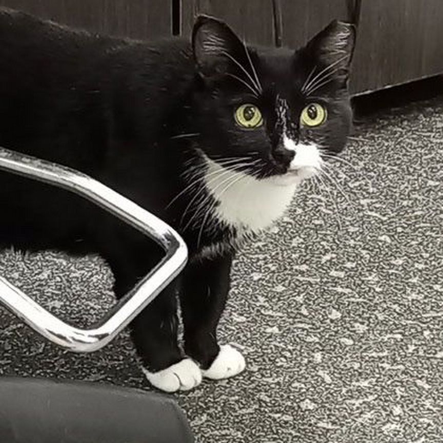 Варвара краса