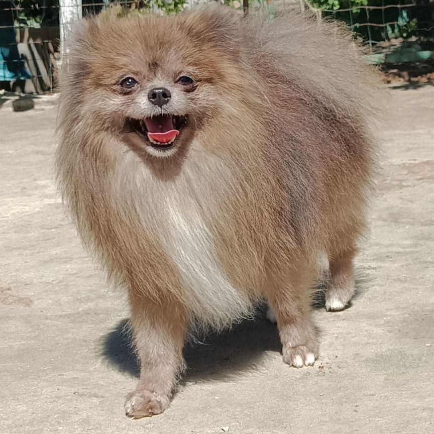 Мальчик шпиц