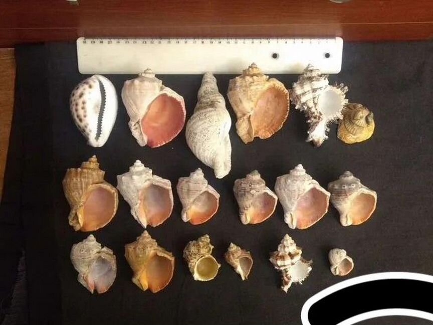 Раковины крупные и средние для аквариума