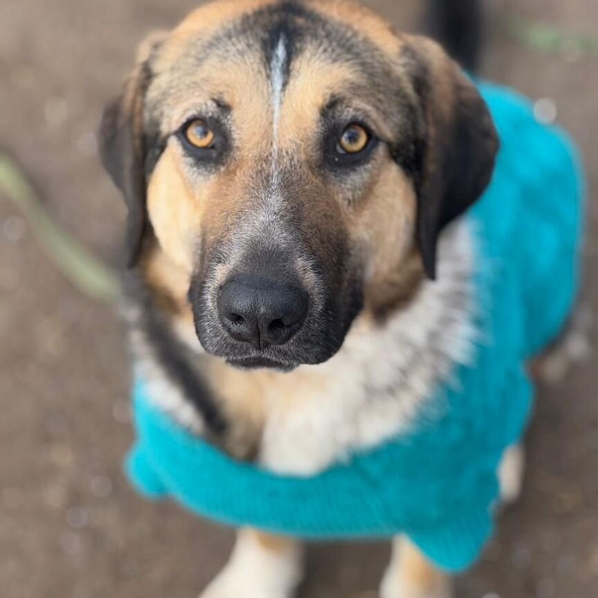 Донна, собака из приюта в добрые руки