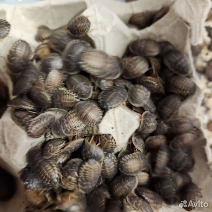 Аргентинский таракан (блаптика)