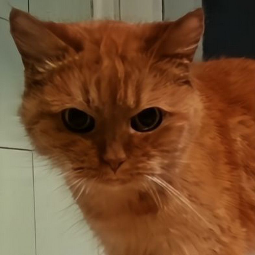 Взрослая, кошка в добрые руки