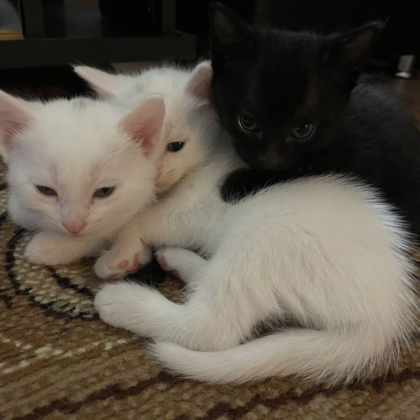 Котята в добрые руки бесплатно