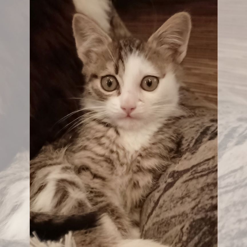 Котенок в добрые руки