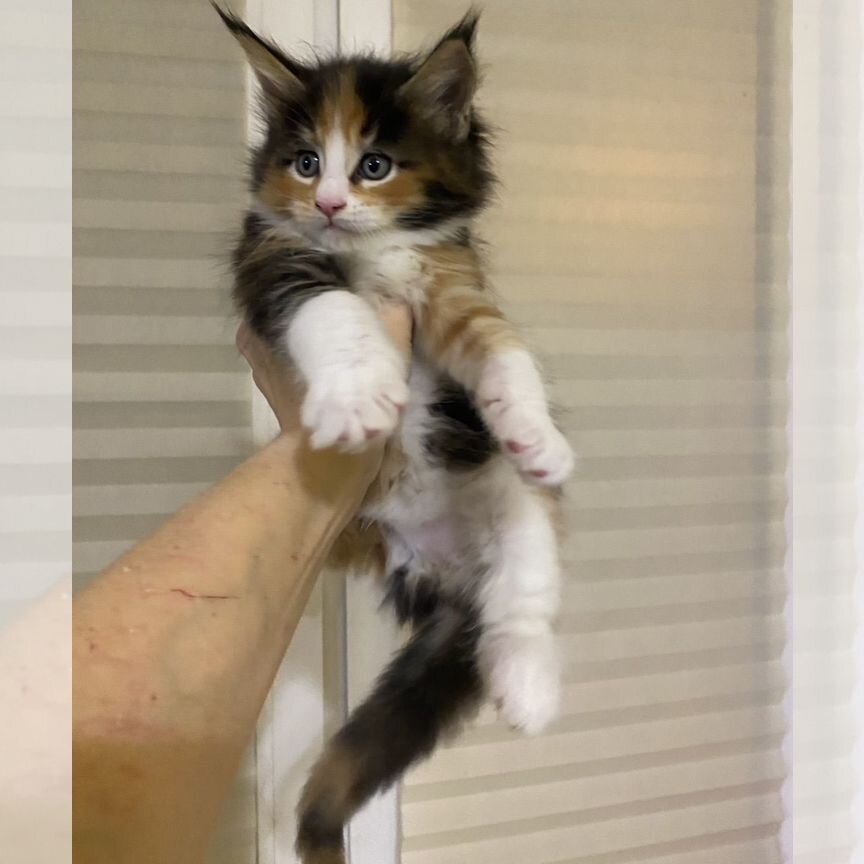 Мейн-кун котёнок