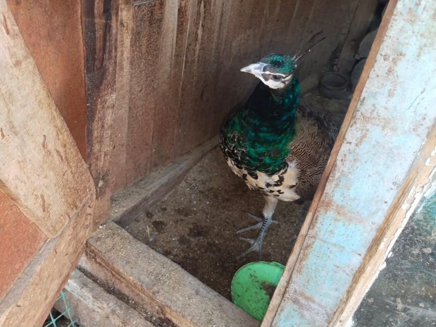 Индийские павлины