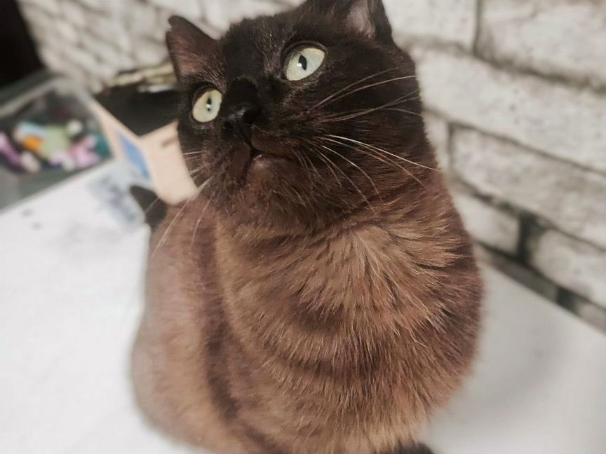 Сиамский кот в добрые руки