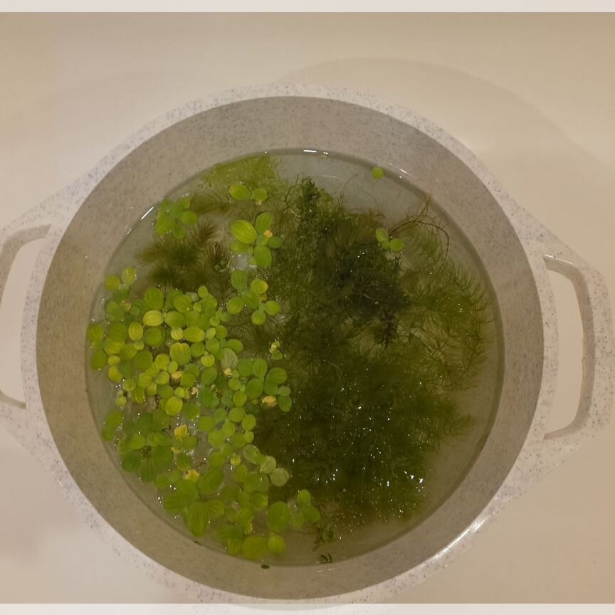 Аквариумные растения прополка