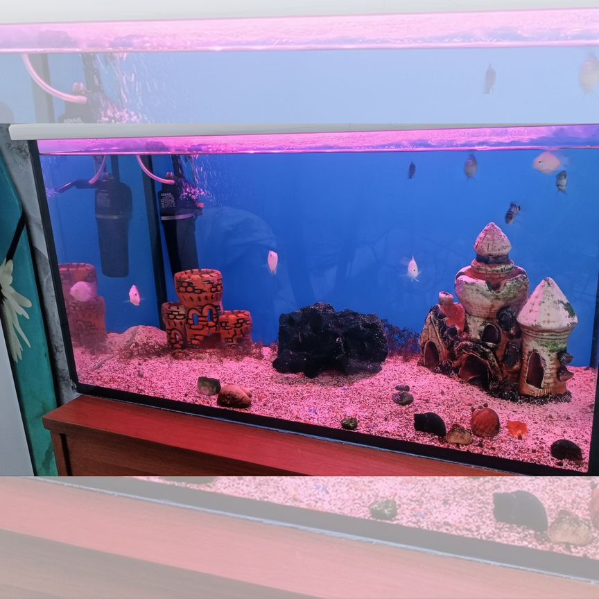 Аквариумные рыбки