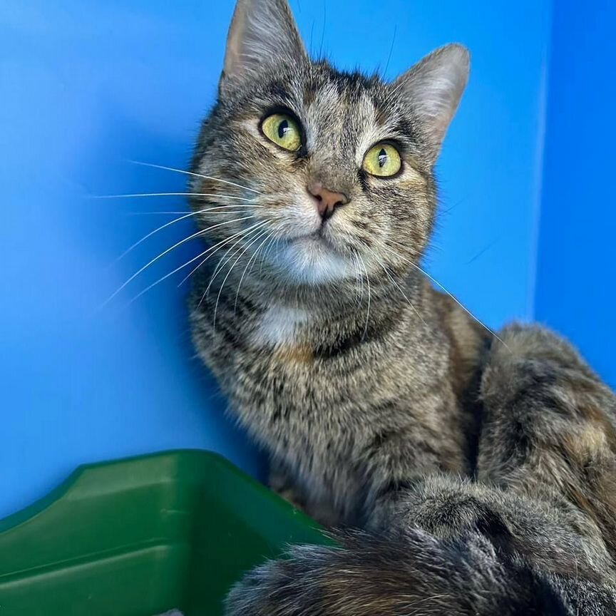 Ласковая Саванна.Выпуск на завод.Шанс на другую жи