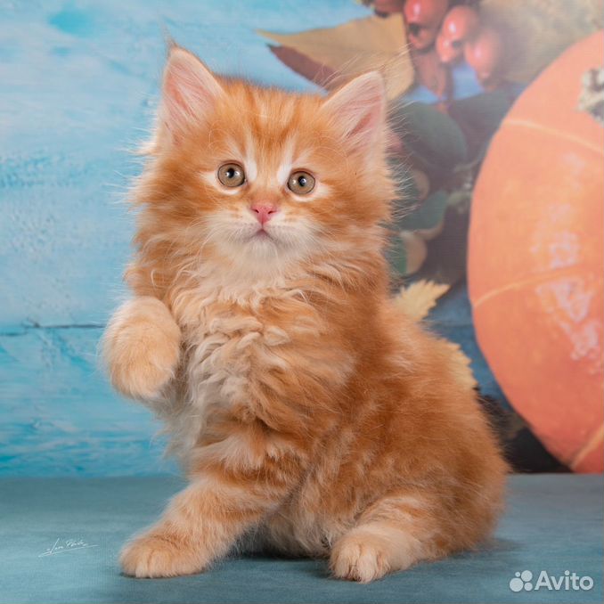 Красный мраморный крупный мальчик