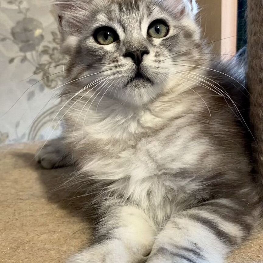 Котэ мейн-кун