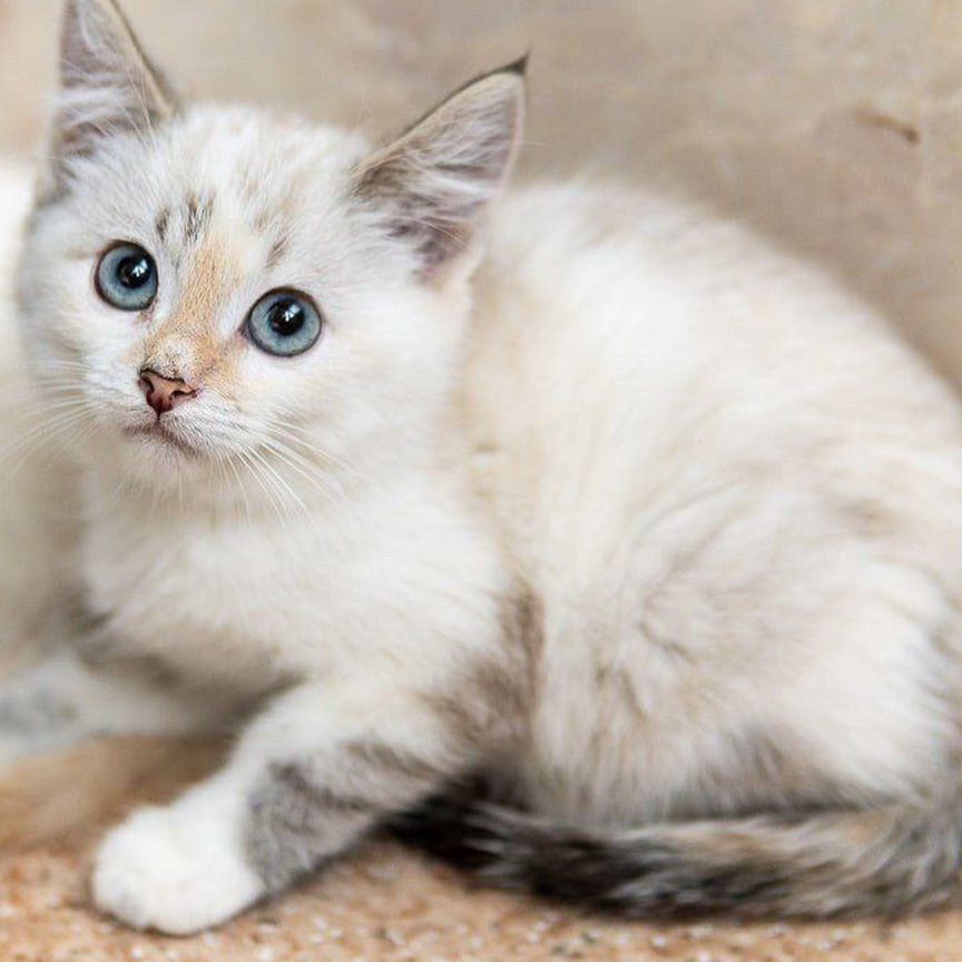 Котенок девочка в добрые руки