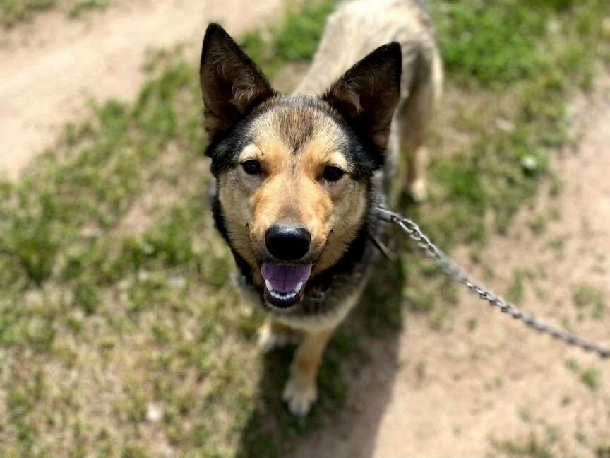 Собака в добрые руки отдам бесплатно