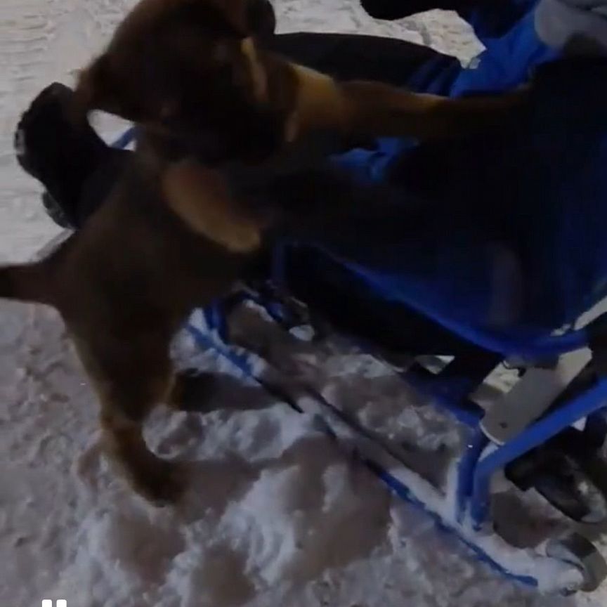 Щенок в добрые руки