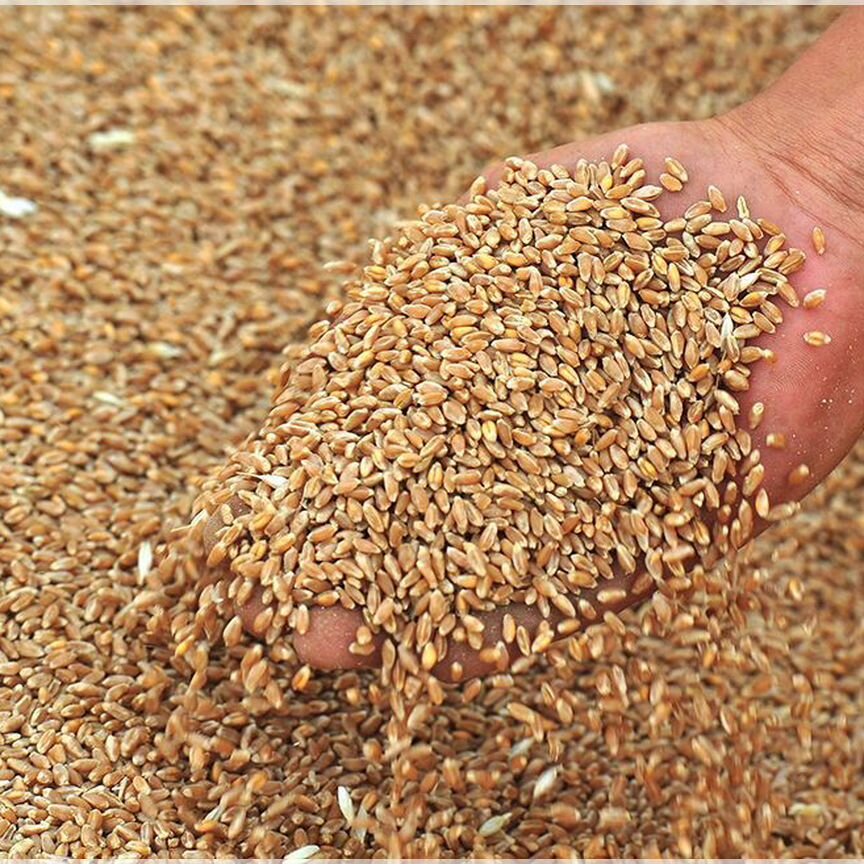 Зерно пшеница