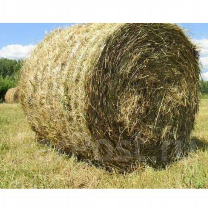 Сено в тюках