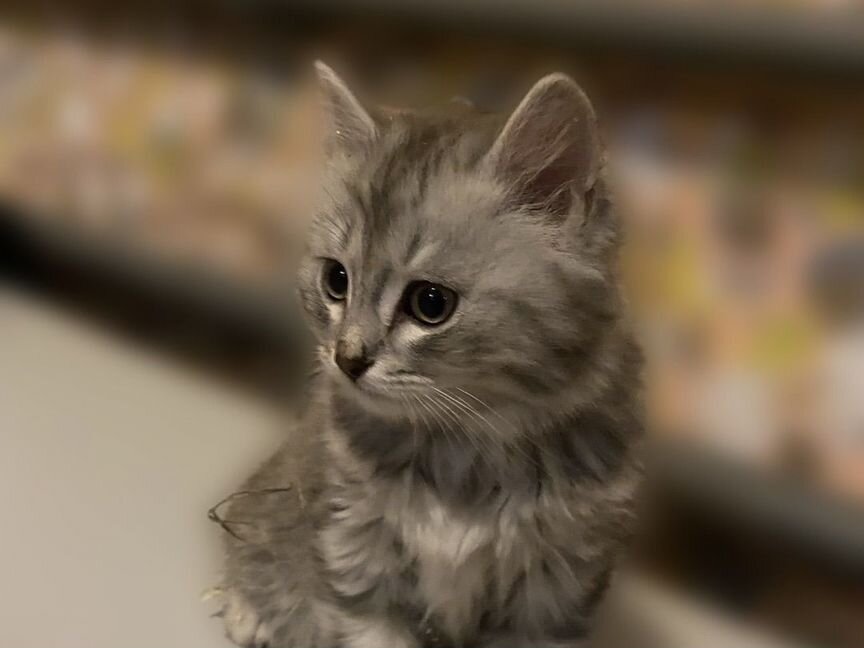 Котенок бобтейл