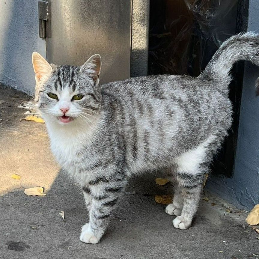 Кошку завезли в заброшенное место