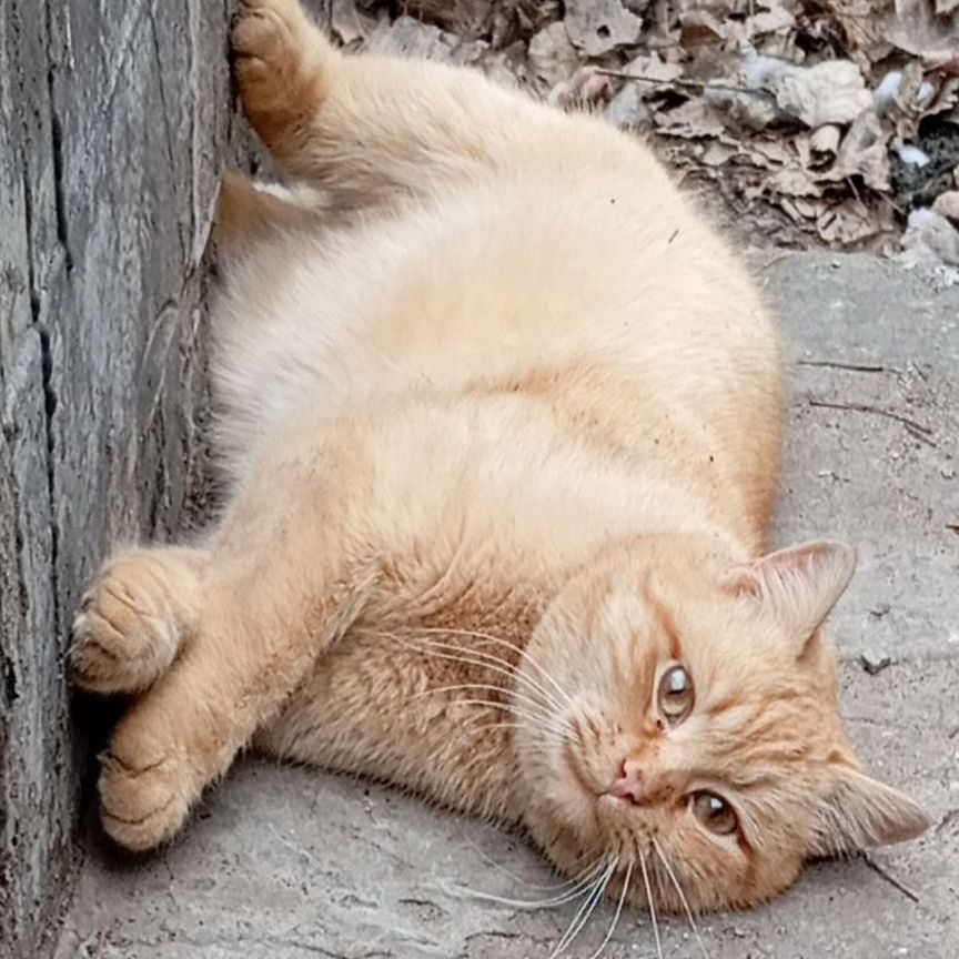 Рыжики в добрые руки