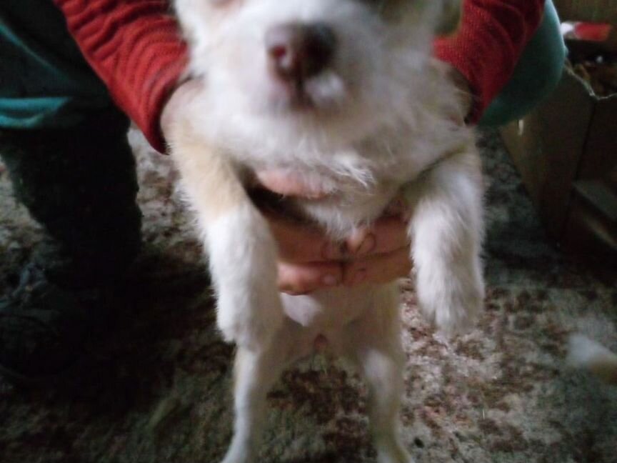 Собака в добрые руки отдам бесплатно