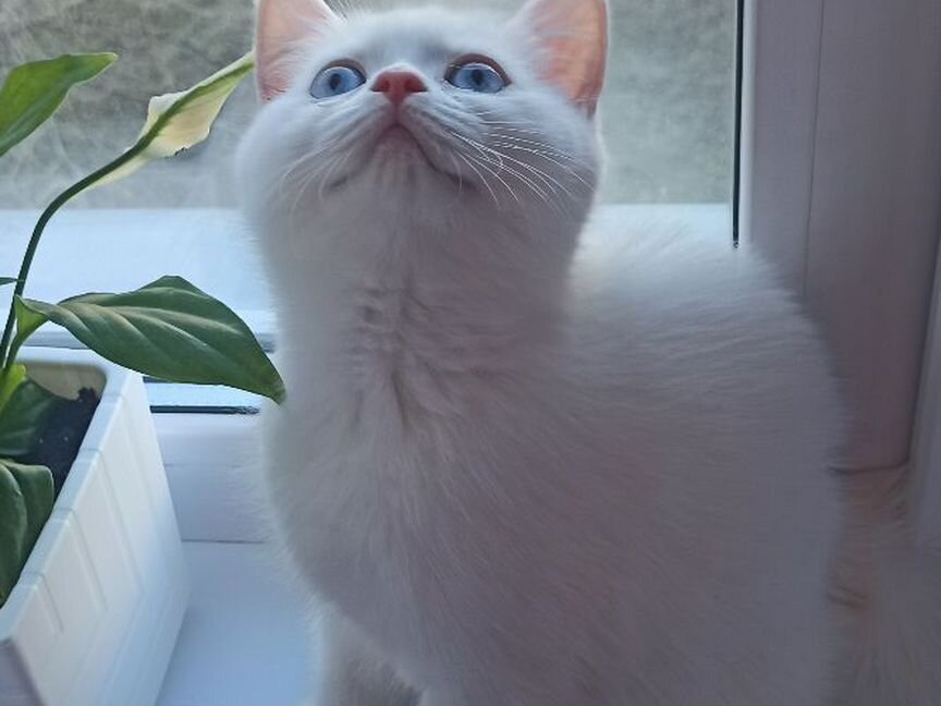 Короткошерстная кошка