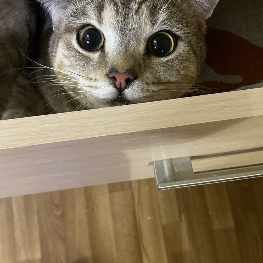 Коты ищут дом