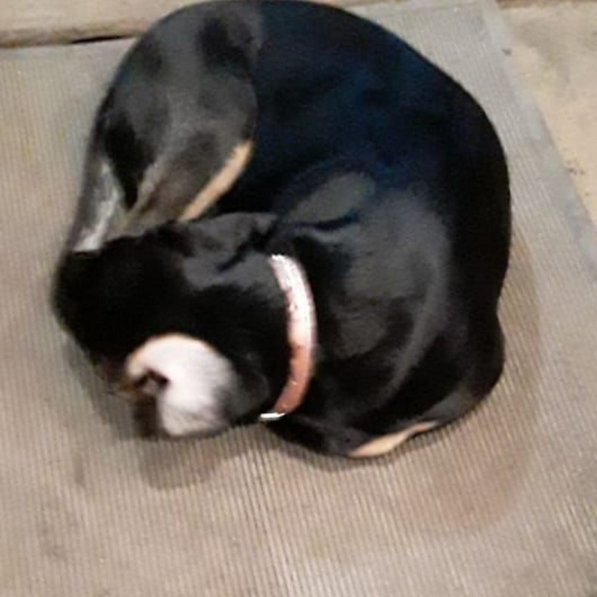 Найдена собака, Волгоград, советский район