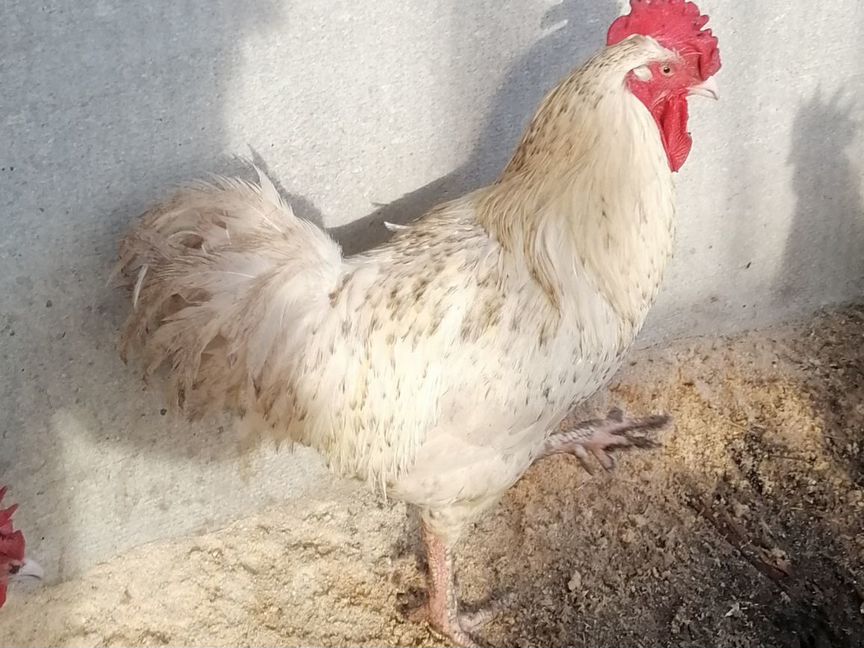 Петух Пушкинский