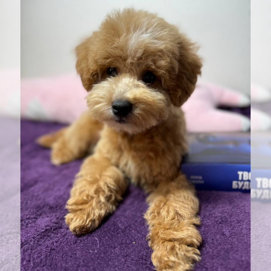 Пушон бишпу мальтипу