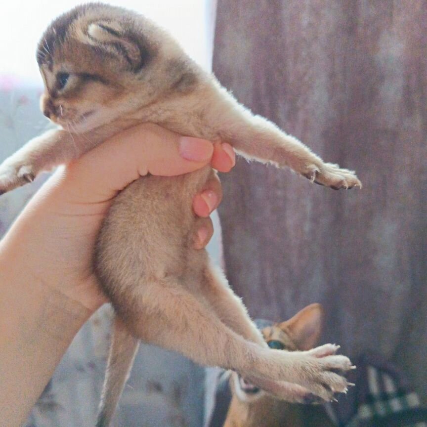 Абиссинский котёнок