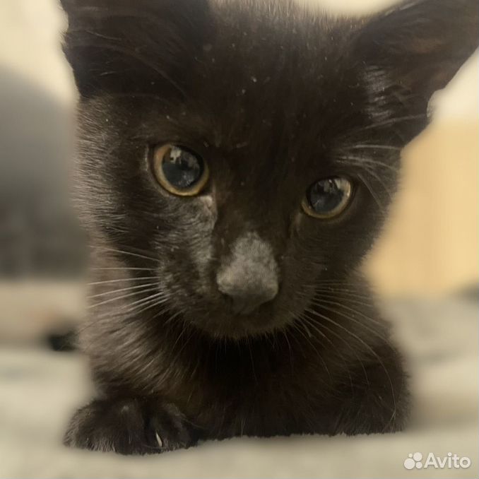 Отдадим чёрную кошечку