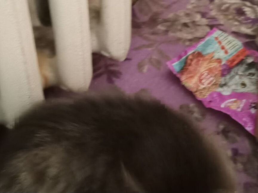 Отдам 4 котенка и кошку