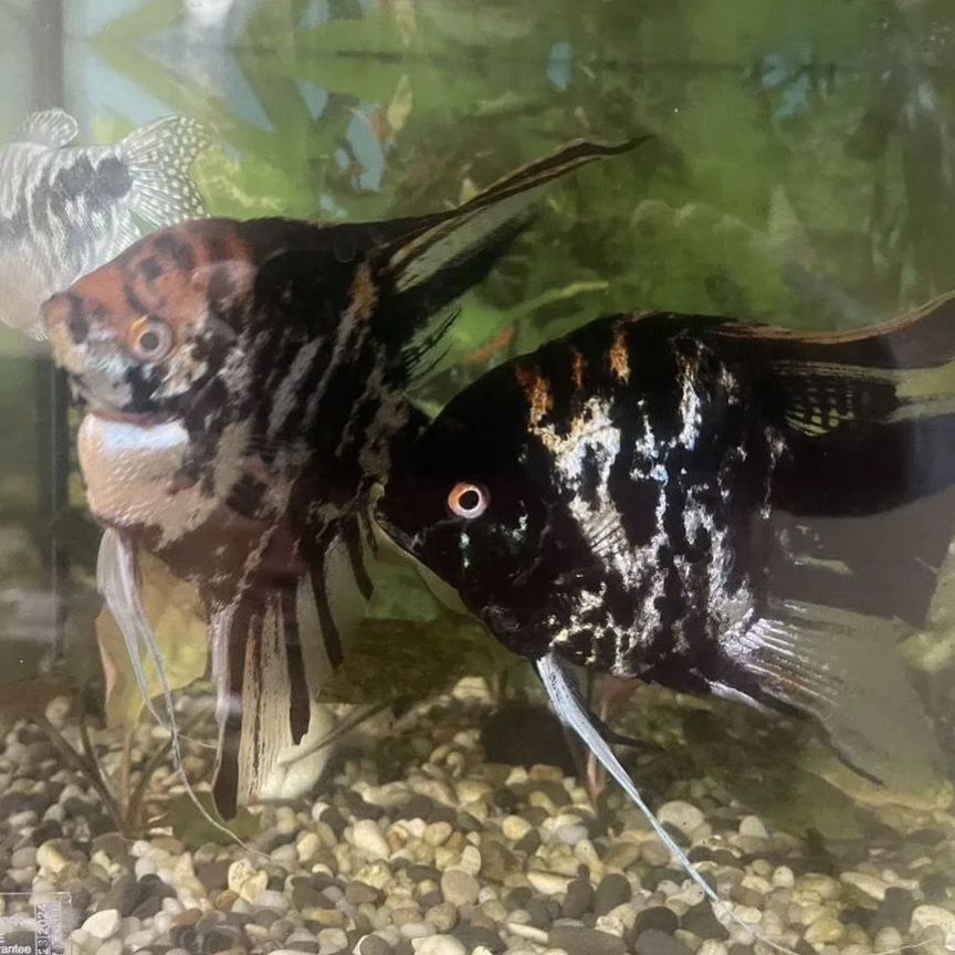 Аквариумные рыбки