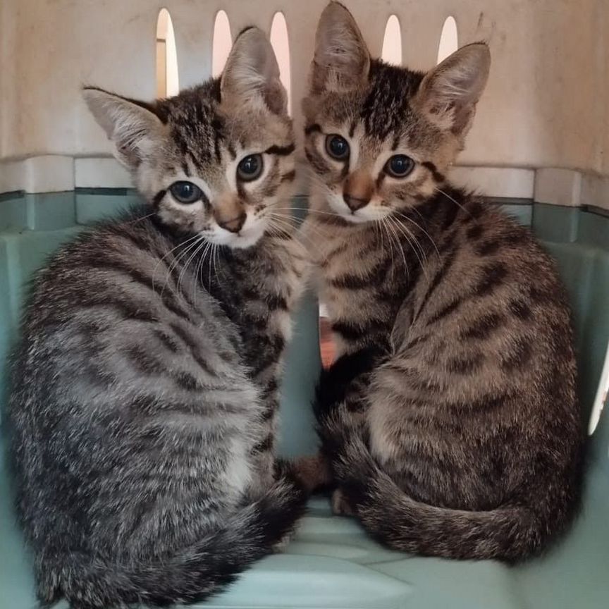 Котята от мамы бенгалки