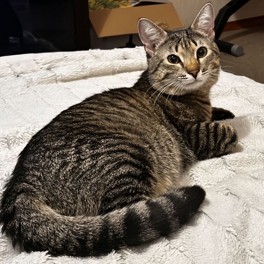 Европейский короткошёрстный кот, взрослый