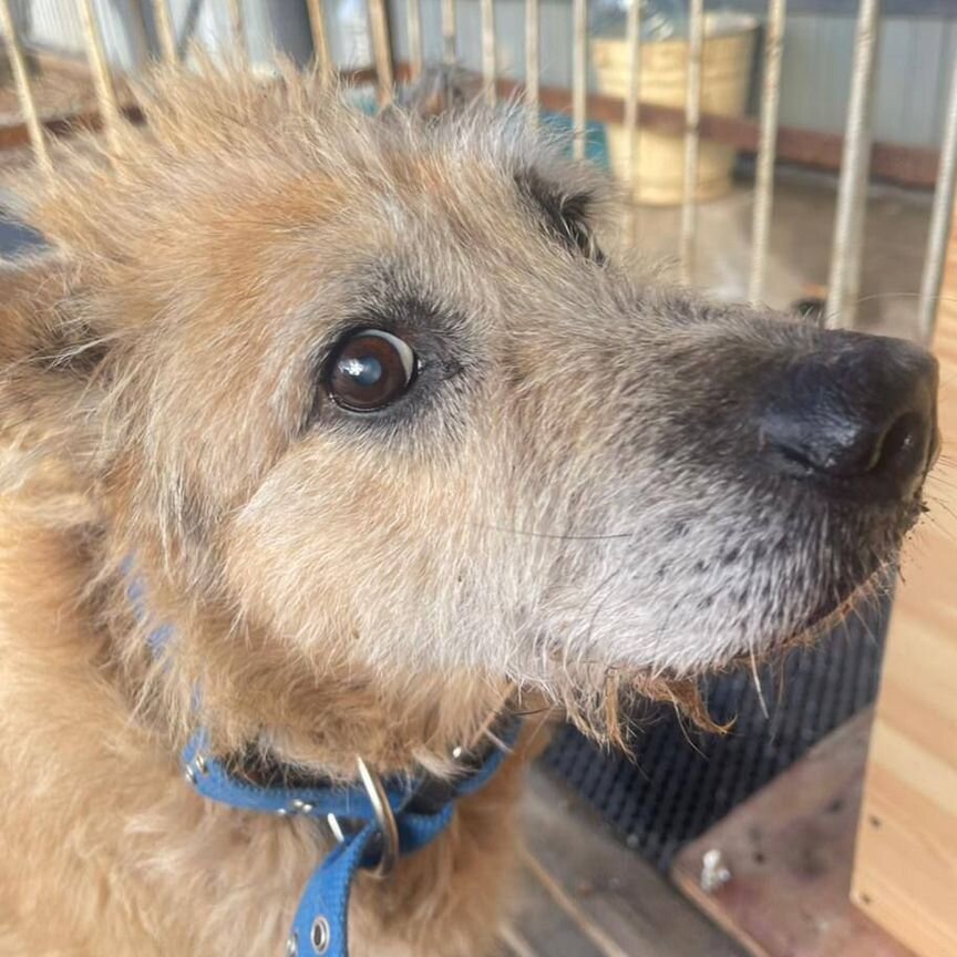 Взрослый пёс в добрые руки