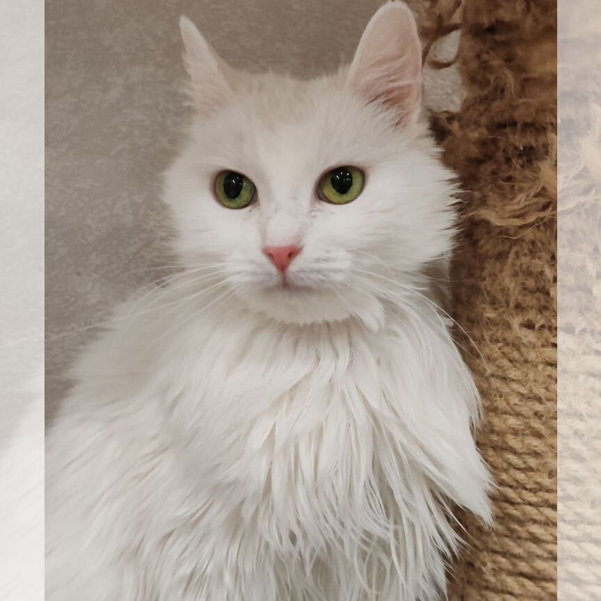 Взрослая, кошка в добрые руки