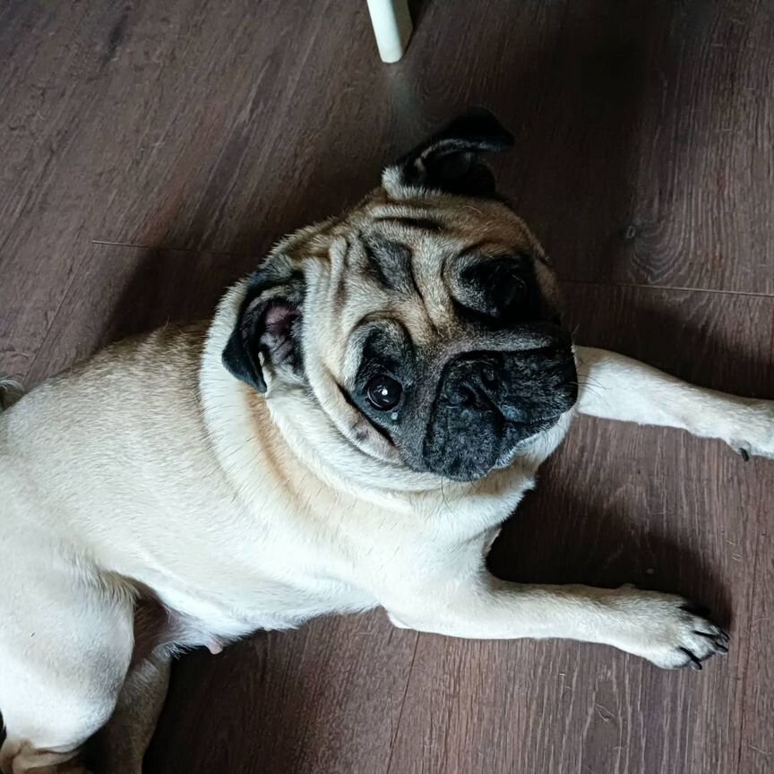 Мопс