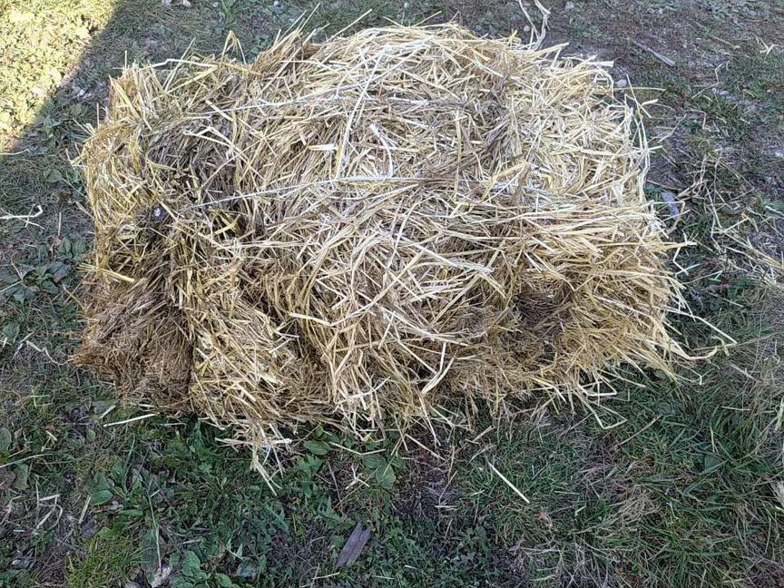 Сено солома в тюках