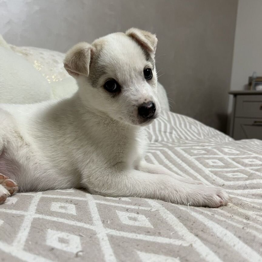 Щенок в добрые руки бесплатно