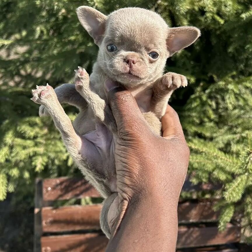 Чихуахуа, щенок