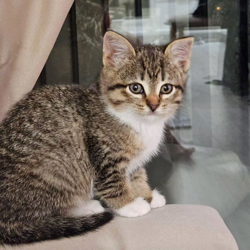 Умные котята для заботливых людей