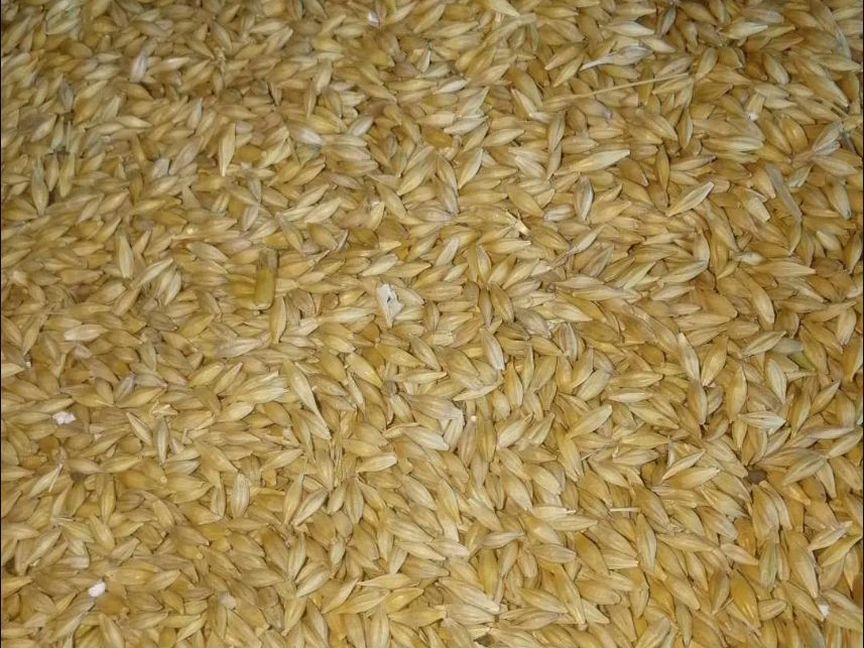 Семечко, Ячмень яровой корма