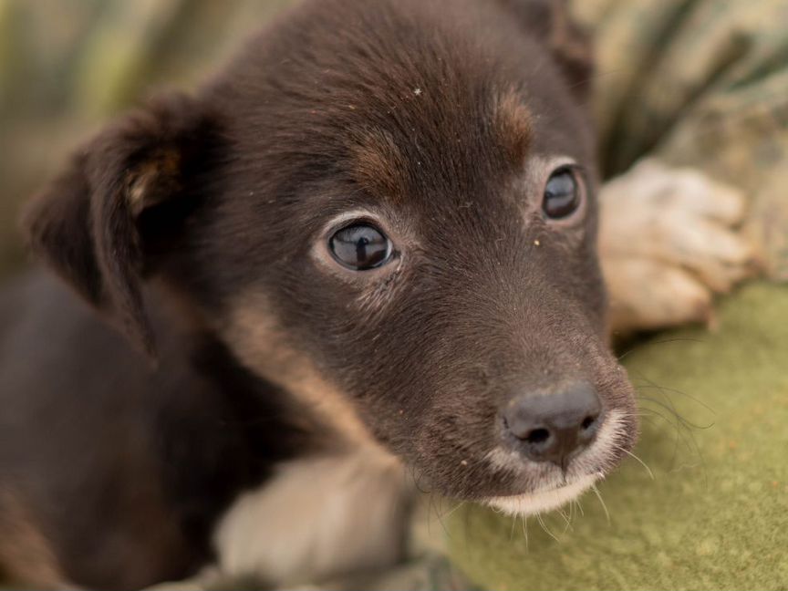 Щенок в лучшую семью