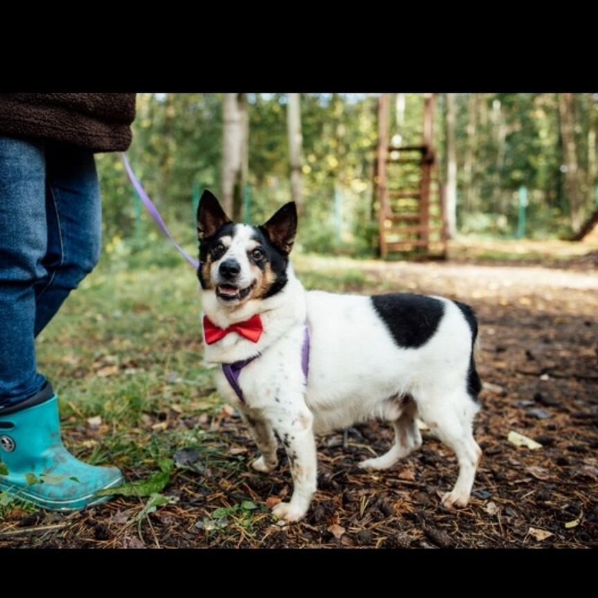 Джентельмен