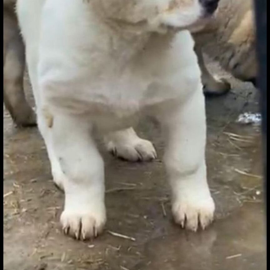 Щенки сао алабай