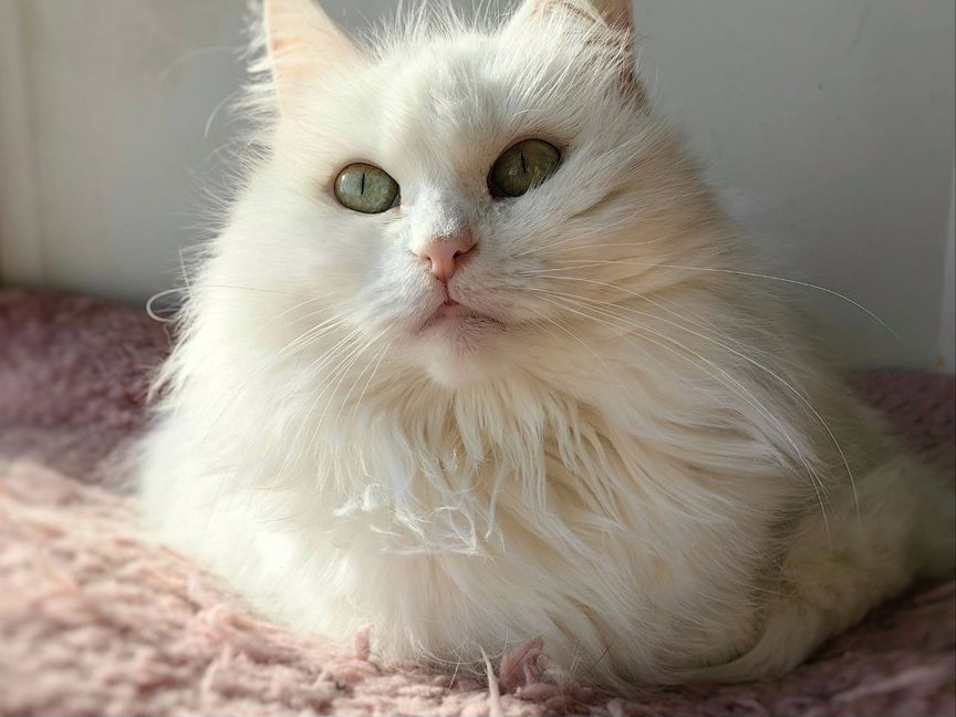 У зайки умерла хозяйка. Ее ждала улица