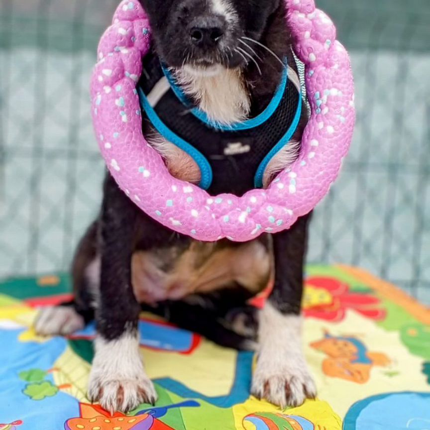 Щенок в добрые руки бесплатно