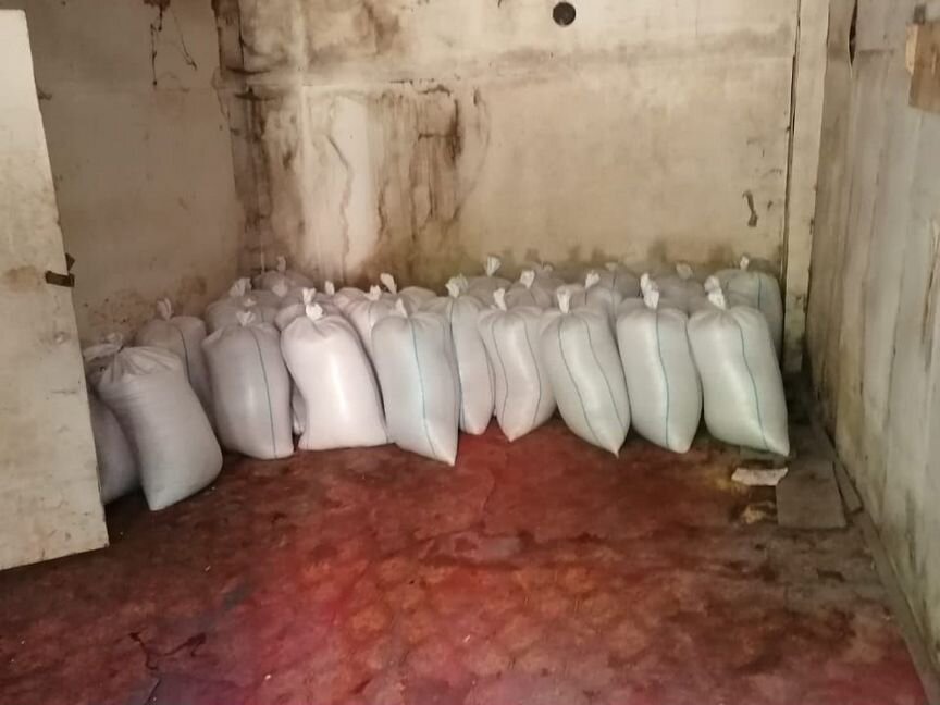 Горох кормовой